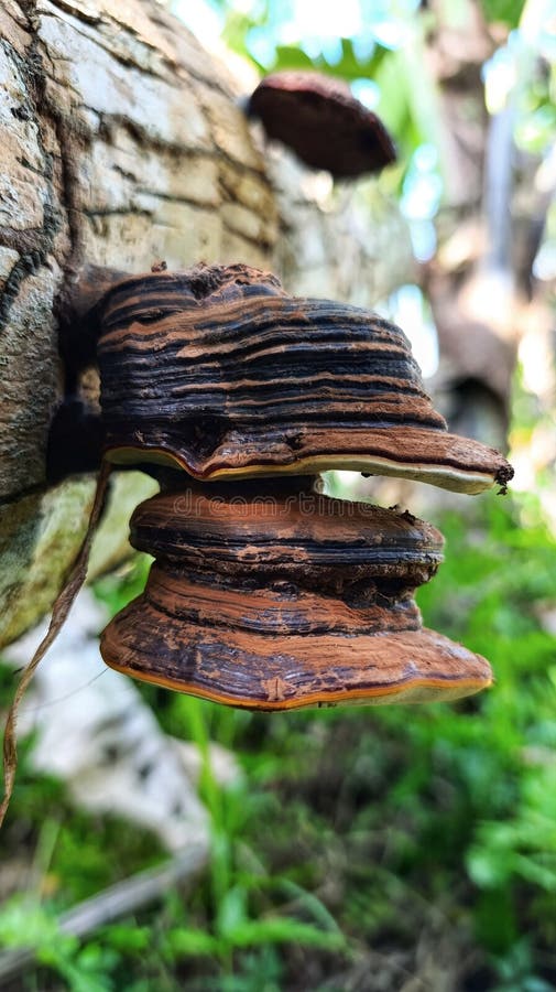 Wild Ganoderma Fungus on Decaying Coconut Tree Trunk in the Rainforest ...