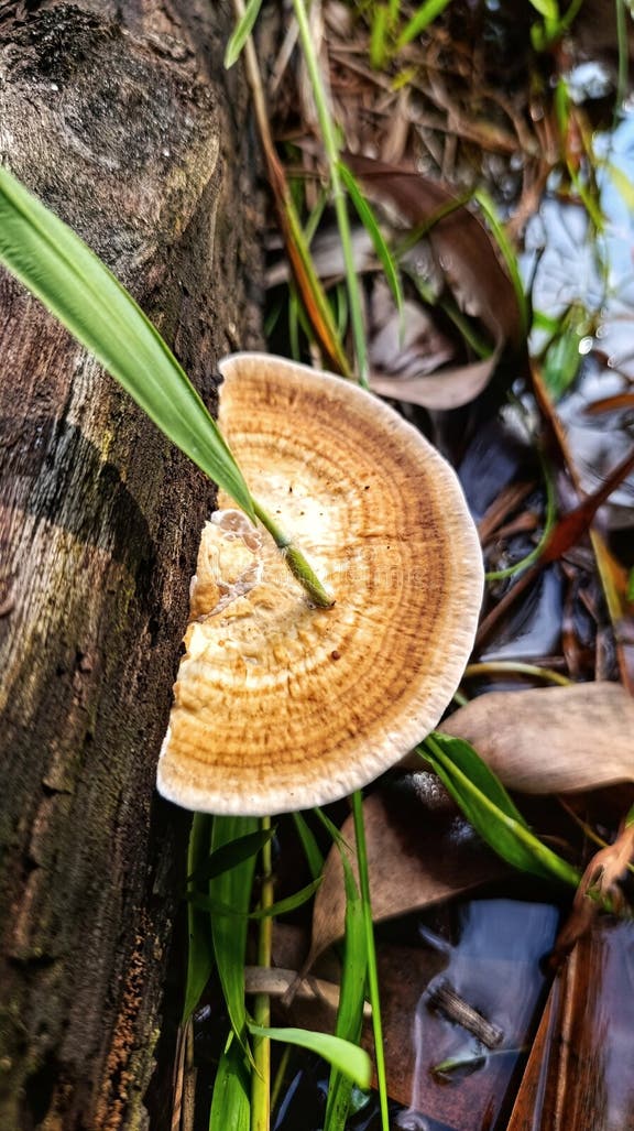 Wild Ganoderma Mushroom on Decaying Log, Part of Forest Floor Ecosystem ...
