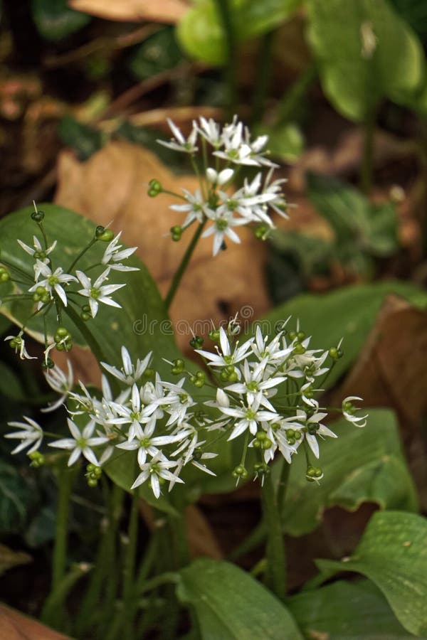 Wild garlic stock photo. Image of summer, forest, wild - 70876340