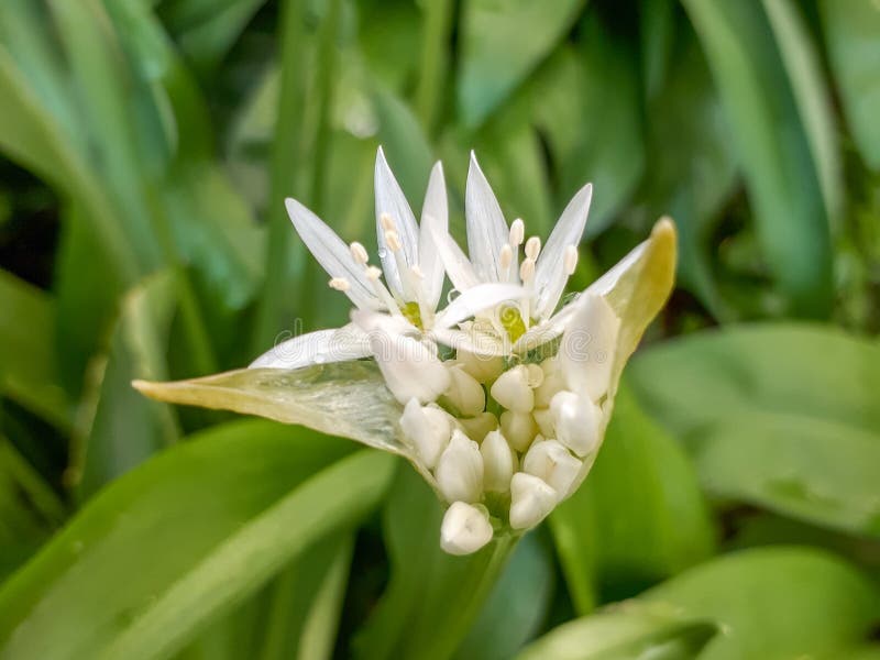 Wild Garlic Flower Blossoming in Green Leaves Stock Photo - Image of ...