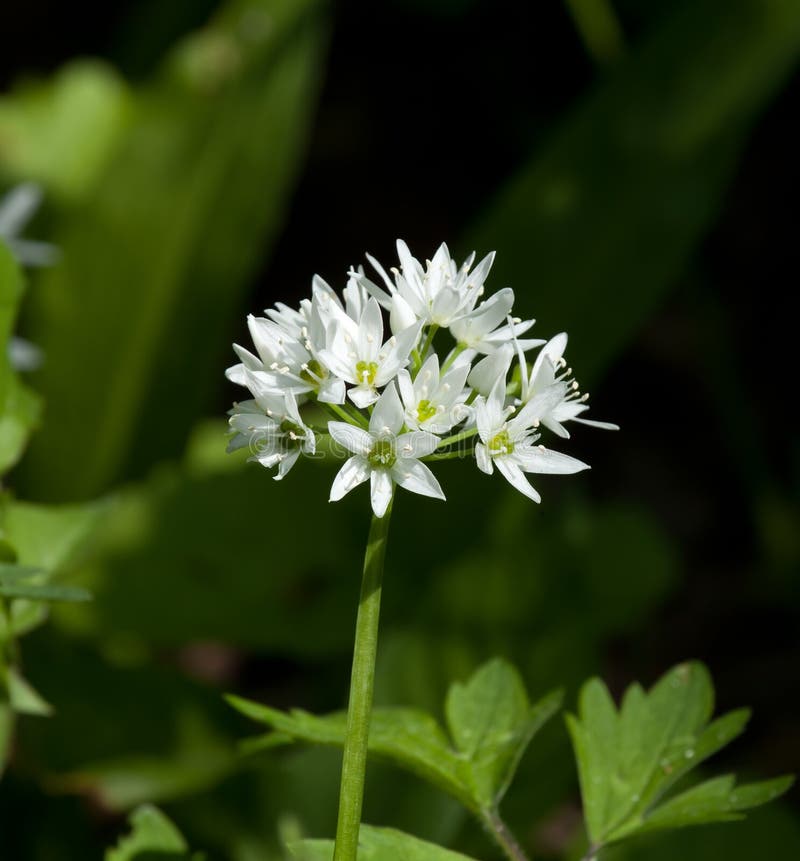 Wild Garlic Flower stock photo. Image of ursinum, buckrams - 31253402