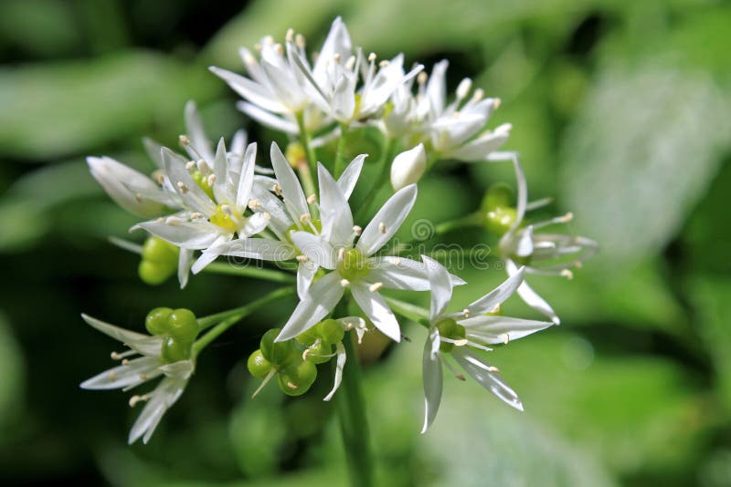 Wild garlic stock photo. Image of spring, white, groundcover - 32033056