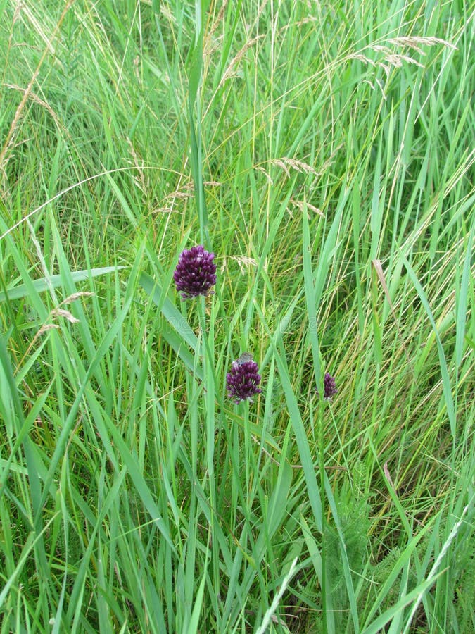 Wild garlic stock image. Image of green, purple, june - 94404791