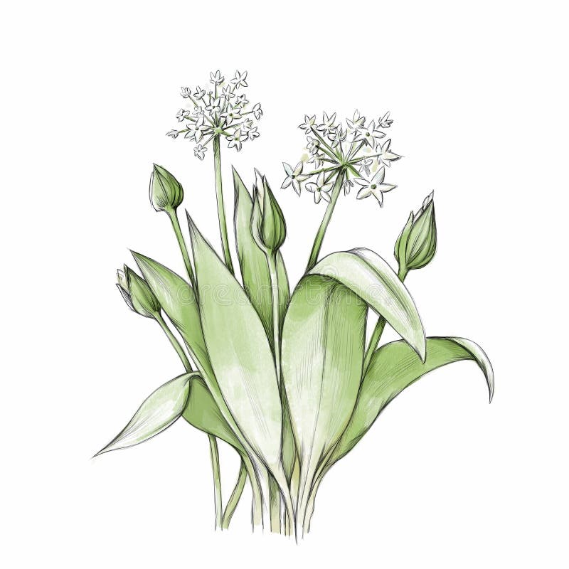Wild Garlic Drawing Stock Illustrations – 138 Wild Garlic Drawing Stock ...