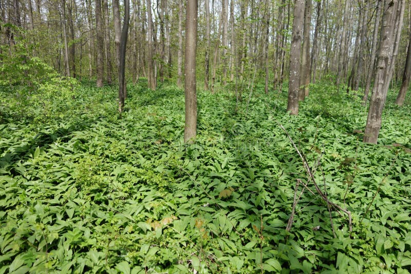 Wild garlic stock photo. Image of stem, april, season - 71011192