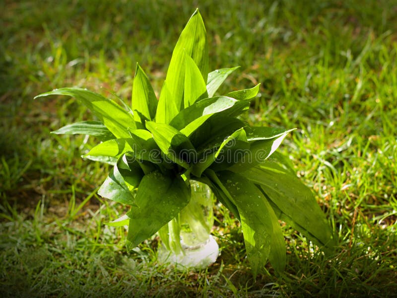 Wild garlic stock photo. Image of herbal, outdoor, seasoning - 89742676