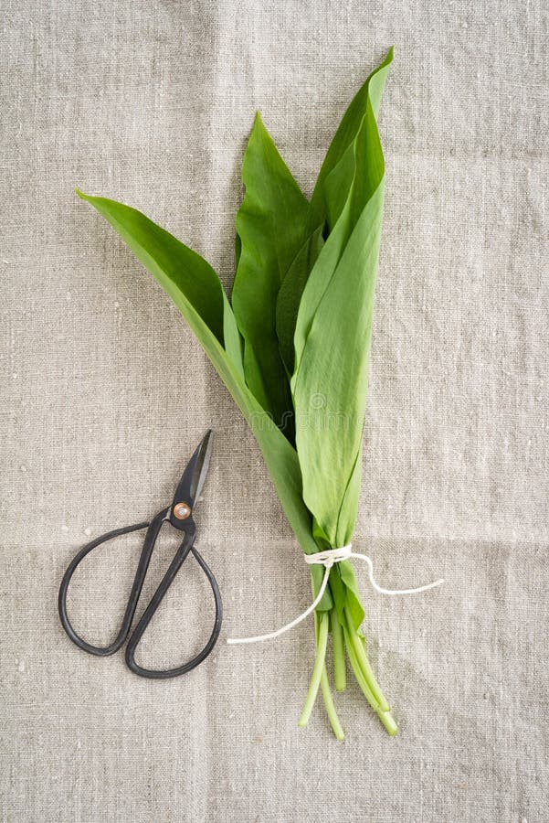 Wild garlic stock photo. Image of linen, garlic, scissors - 53666964