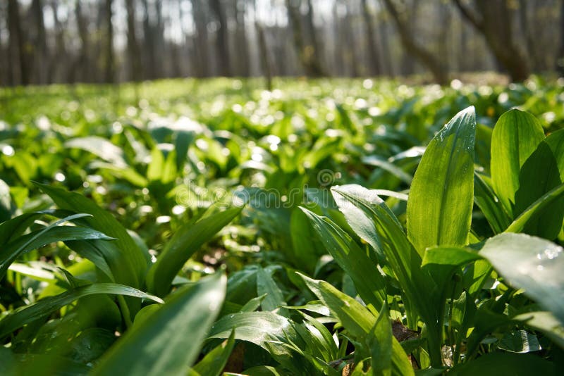Wild Garlic Growing Outdoors in the Forest in Spring Stock Image ...
