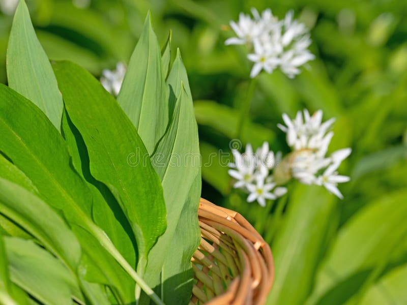 Wild Garlic Leaves in Basket in a Close Up Stock Image - Image of ...