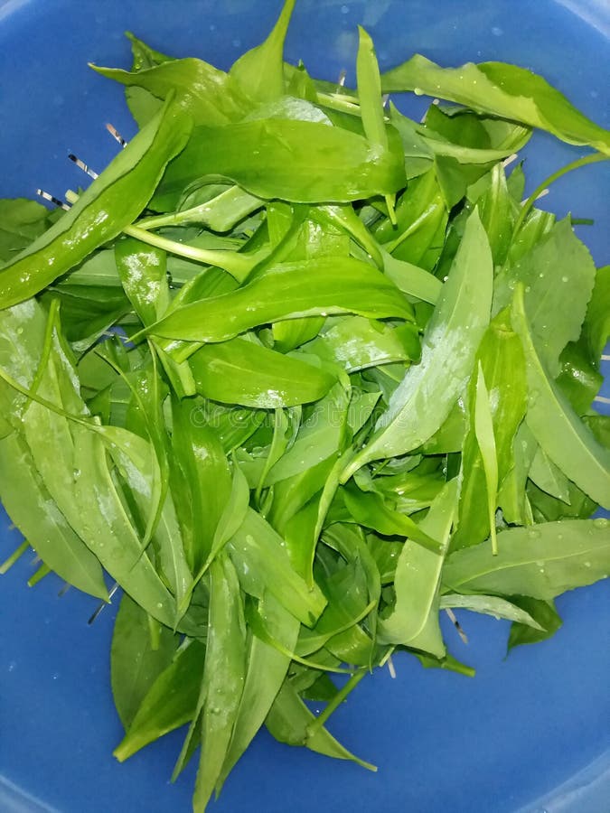 Wild garlic leaves in bowl stock image. Image of healthy - 274616157