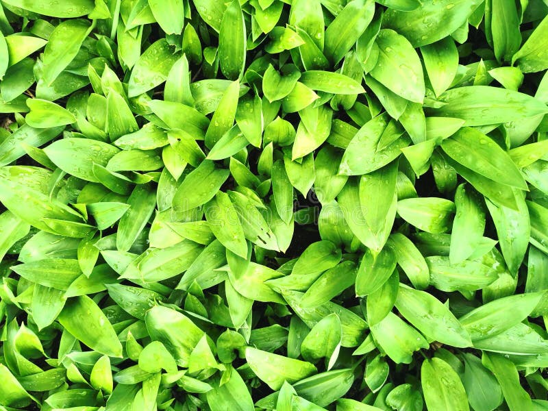 Wild garlic plant stock image. Image of closeup, fresh - 314135003