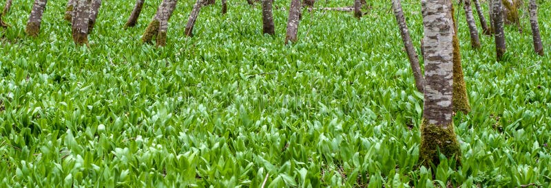 Wild Garlic Ramson or Bear Garlic Growing in Forest Stock Photo - Image ...