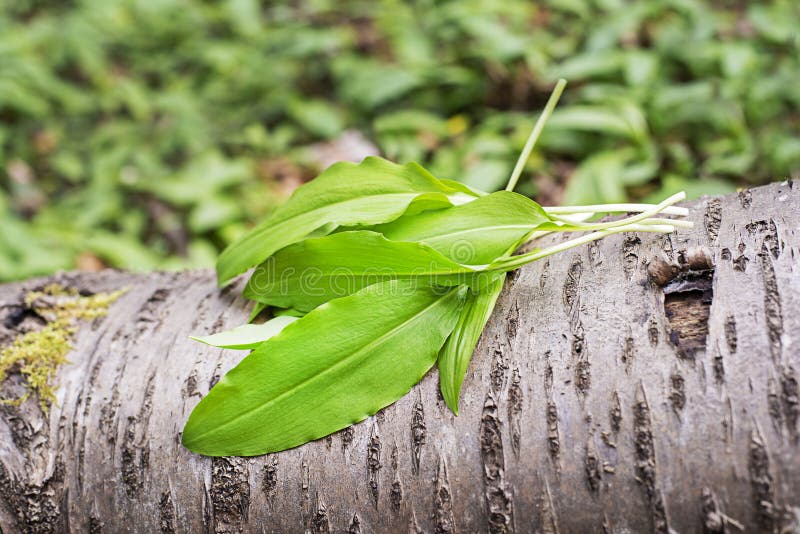 Wild Garlic Ramson Leaves in Forest Stock Image - Image of ramson, herb ...