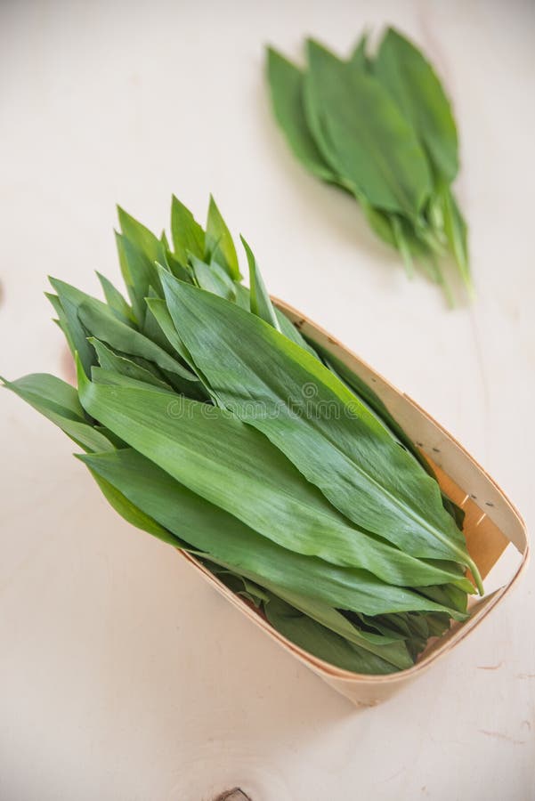 Wild garlic, ramson stock photo. Image of ingredient - 89729136