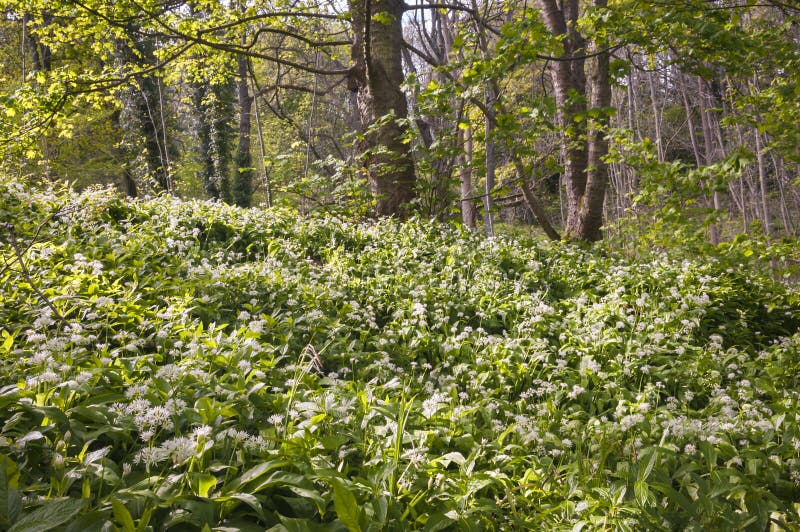 Wild Garlic stock photo. Image of north, country, outdoors - 92764302