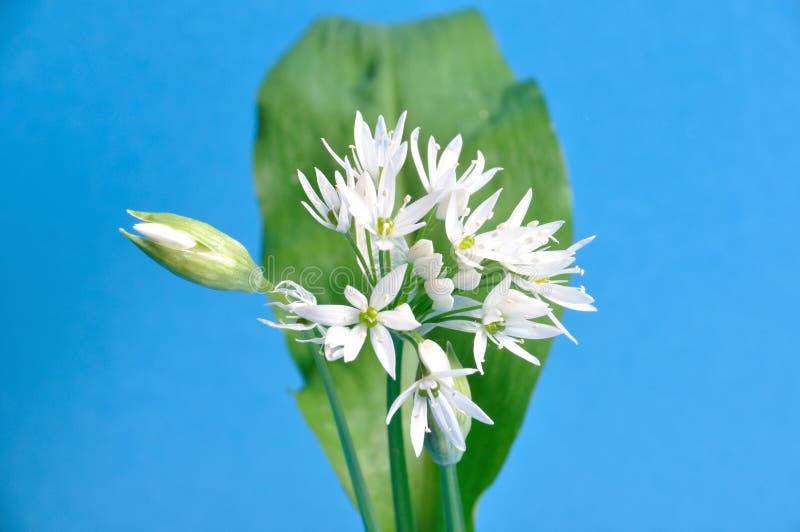 Wild garlic studio shot stock image. Image of vegetable - 131571521