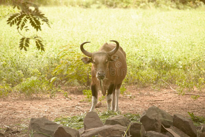 The Wild Gaur Eating Grass in the Forest. Stock Photo - Image of asian ...