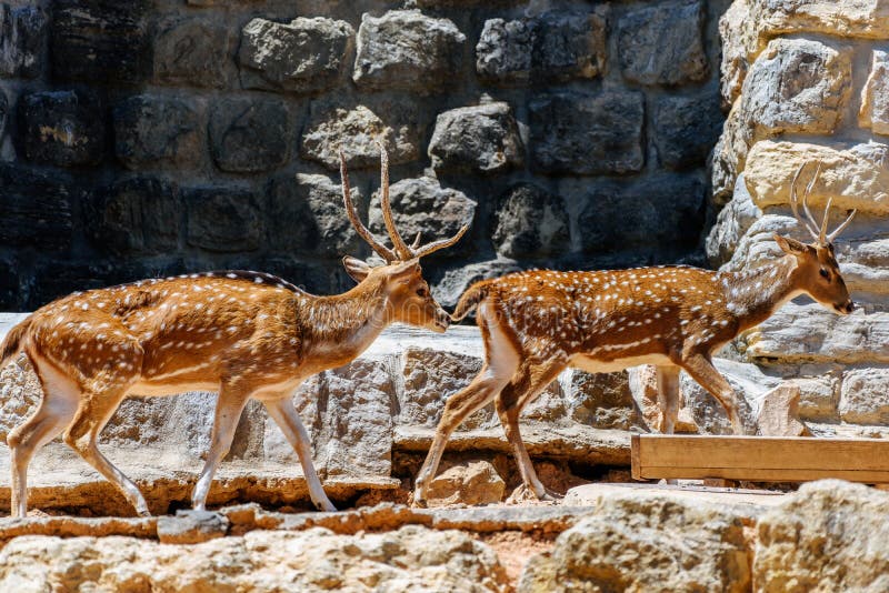 Wild Gazelle stock image. Image of africa, animals, horned - 105987677