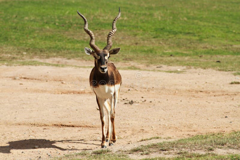 Wild gazelle stock image. Image of antelope, wilderness - 63089075