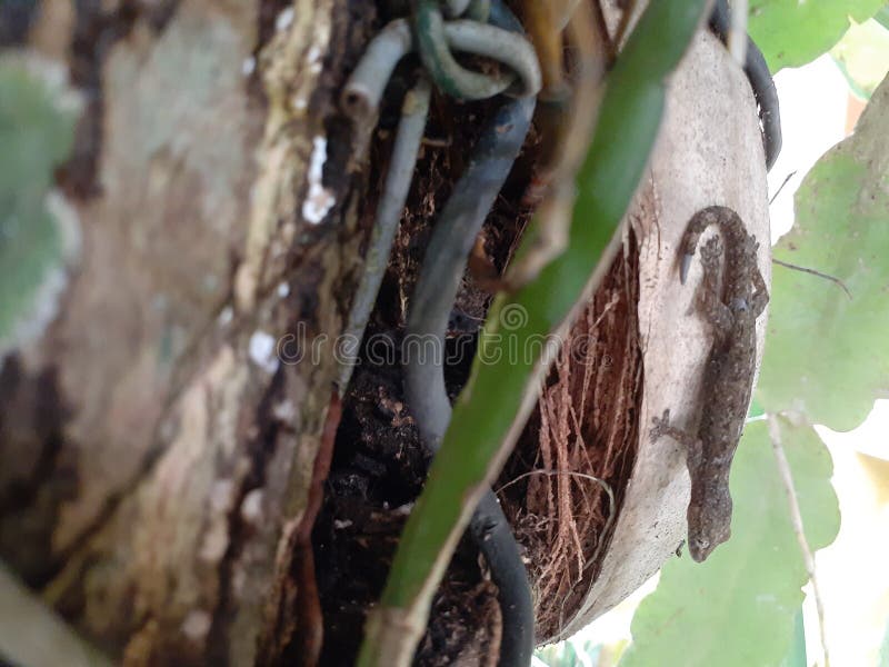 Wild Gecko on the Coconut Husk Stock Photo - Image of husk, gecko ...