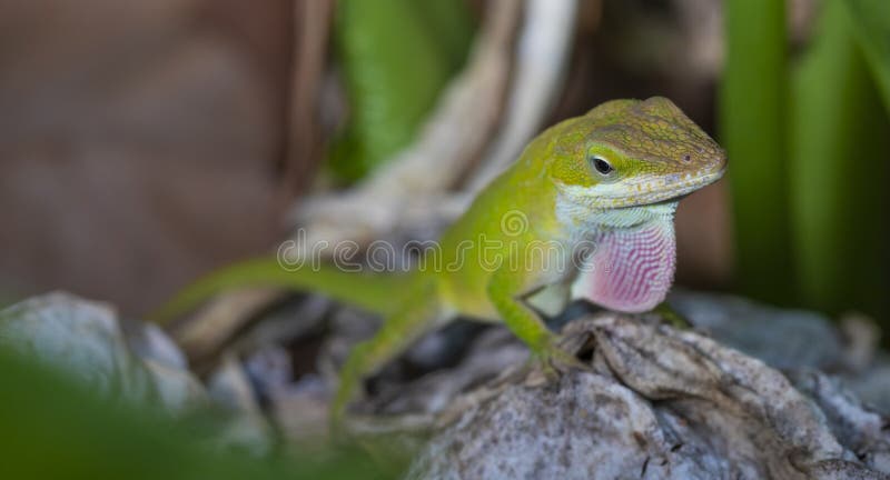 Wild Gecko Signaling for a Mate Stock Photo - Image of yellow, scales ...