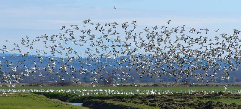 Wild Geese stock photo. Image of blue, white, group, background - 1060128