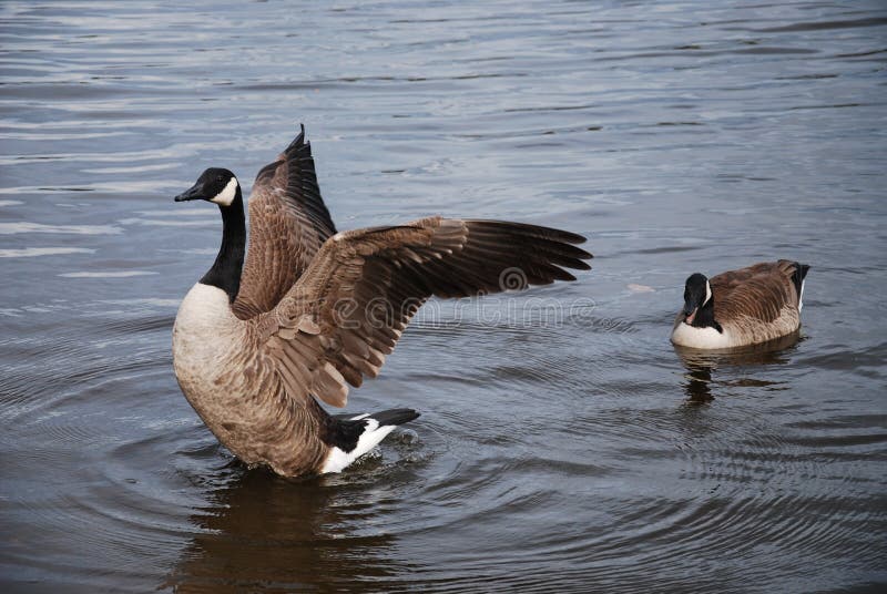 Wild Geese stock photo. Image of pair, feather, animals - 17144344
