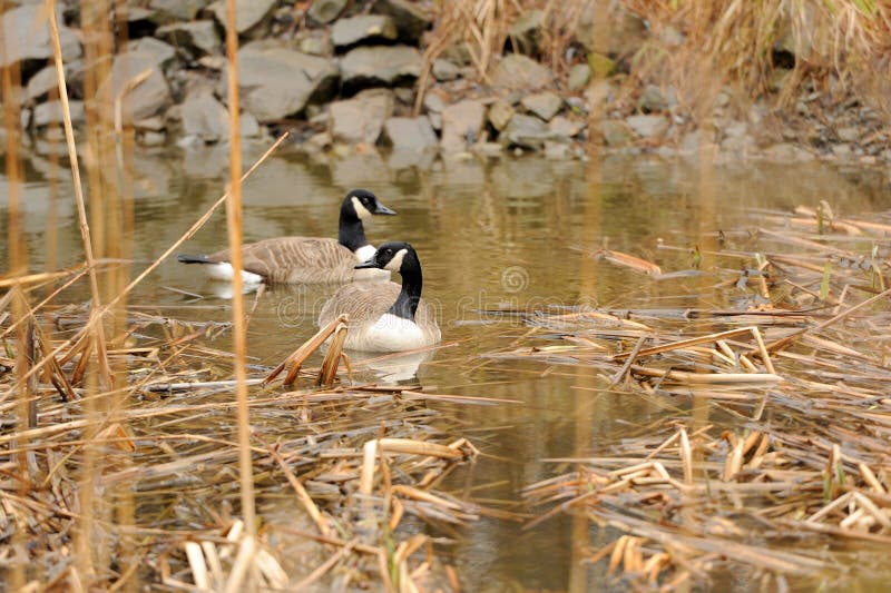 Wild geese stock image. Image of wild, flying, feather - 28307547