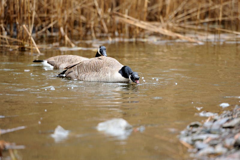 Wild geese stock photo. Image of swim, deep, isolated - 28307556