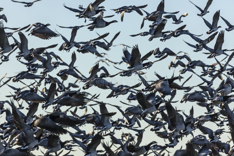 Wild geese stock photo. Image of geese, wildlife, barnacle - 382881860