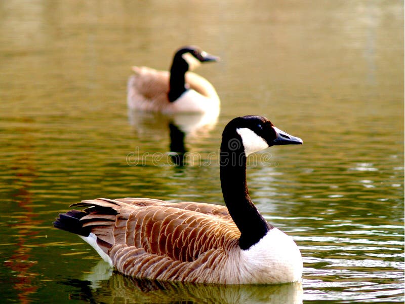 Wild Geese stock photo. Image of swim, serenity, wildlife - 667438