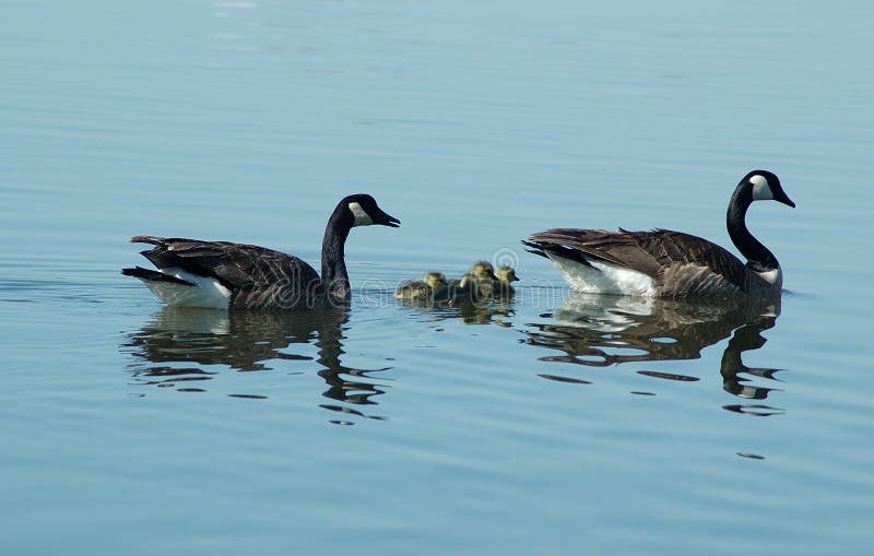 Wild geese stock photo. Image of animal, lake, mammal, wings - 855400
