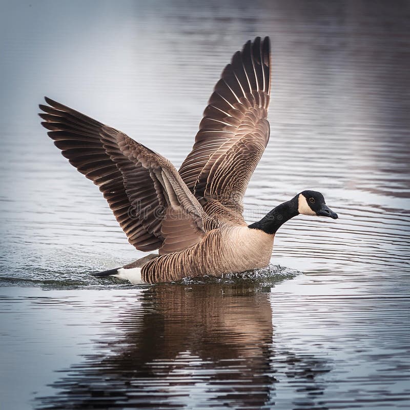 Wild geese, AI generated stock illustration. Illustration of bird ...
