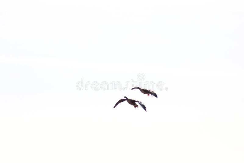 Wild Geese on a Background of Blue Sky Make a Spring Migration Stock ...