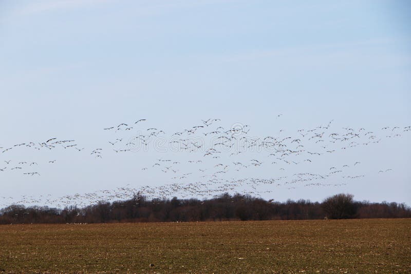 Spring Migration stock photo. Image of wing, canada, migration - 2173530