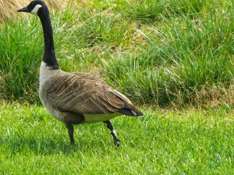 Wild Canadian Geese in a Field in Atlanta, Georgia Stock Image - Image ...