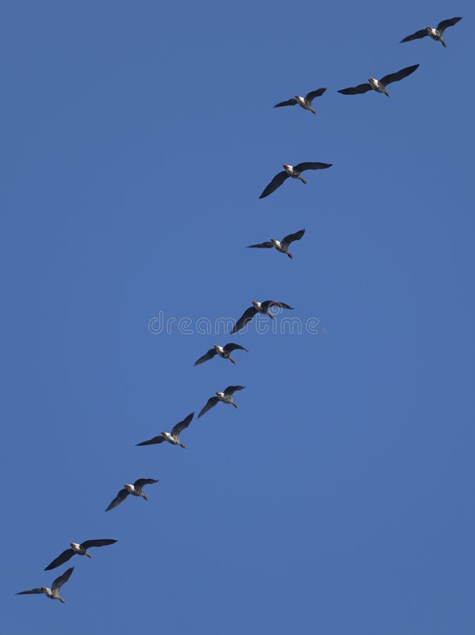 Wild geese in flight stock photo. Image of goose, flock - 111564536