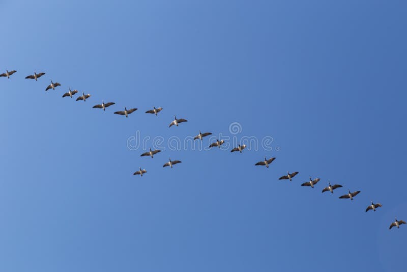 Flock Of Wild Geese In Flight Stock Image - Image of afternoon ...