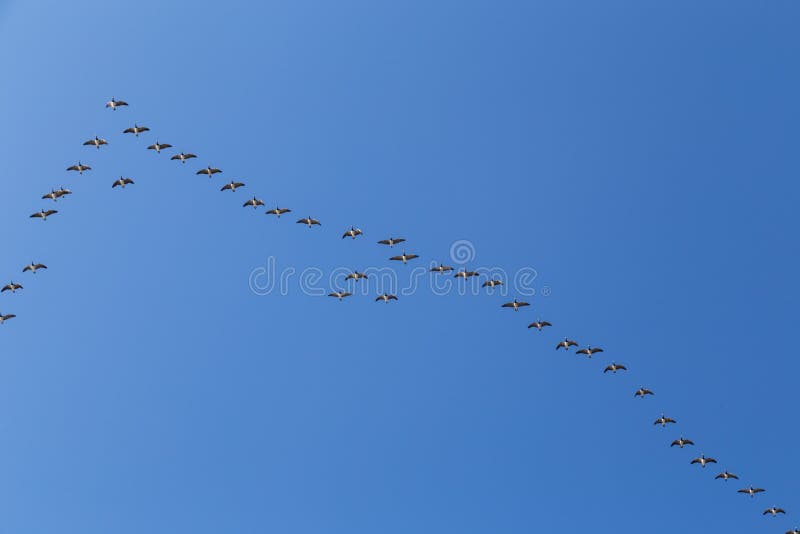 Wild geese in flight stock image. Image of group, fauna - 146226385