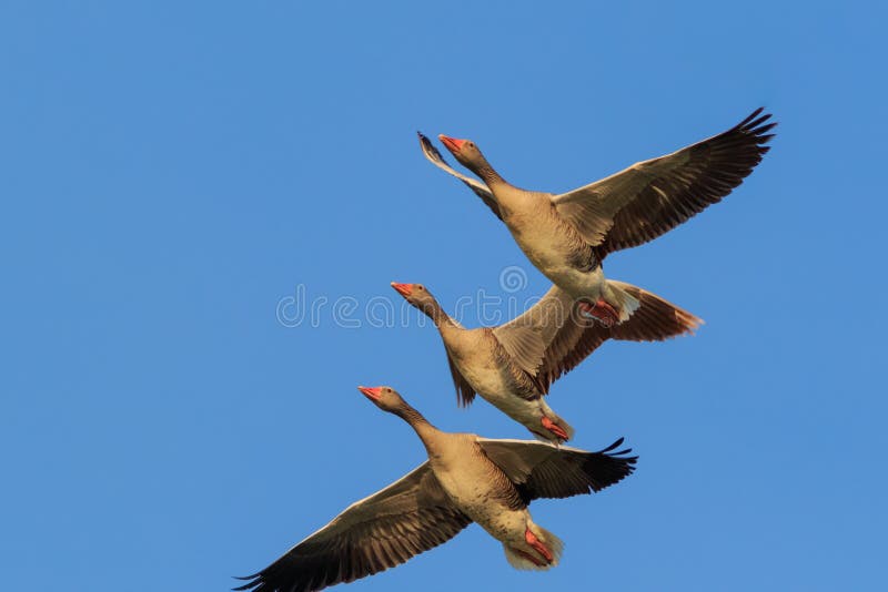 Wild geese in flight stock image. Image of lake, scenery - 112402921