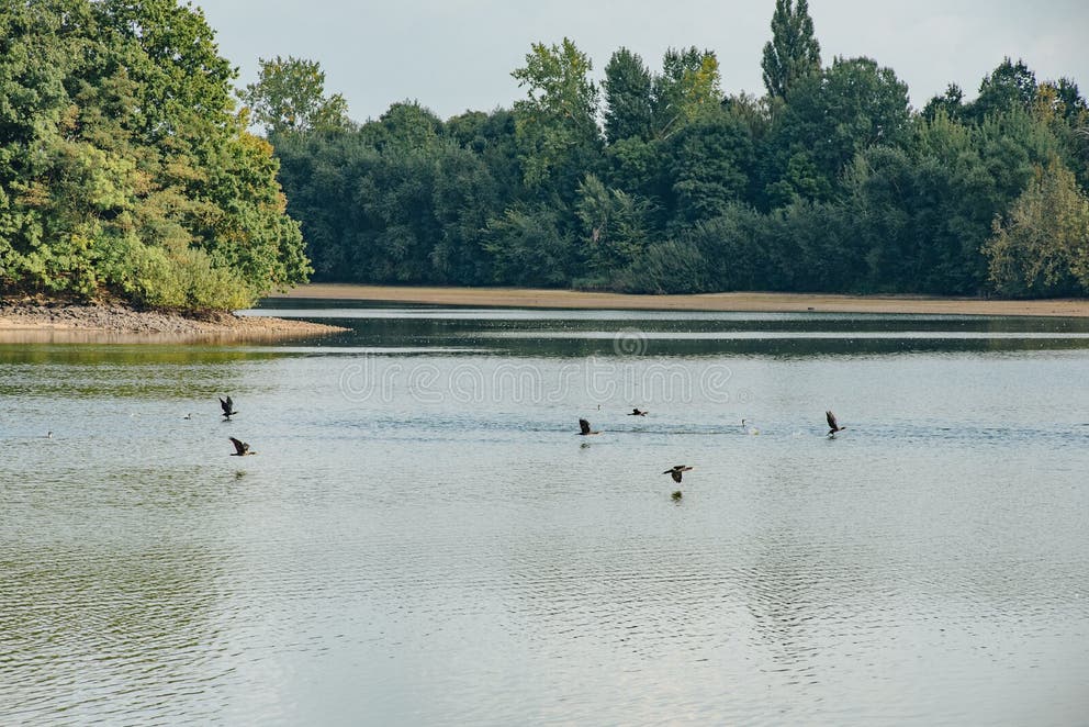 Wild Geese stock image. Image of germany, grass, european - 189796073