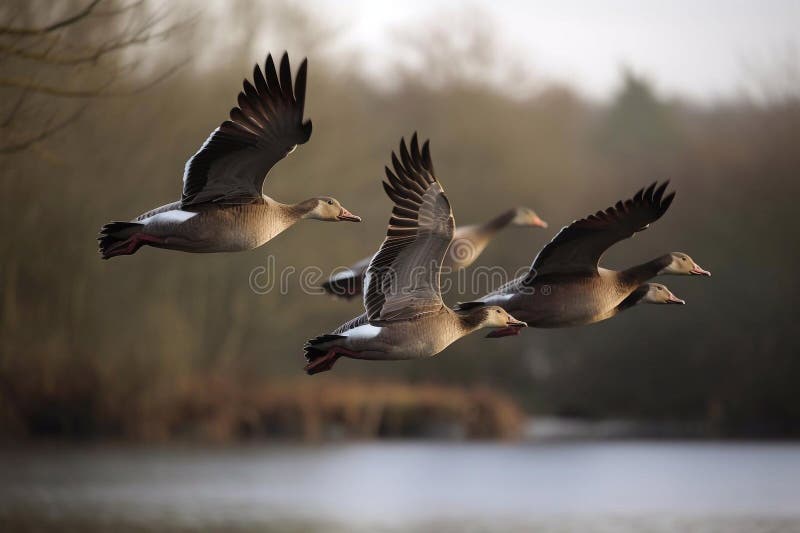 Wild Geese are Flying. AI Generated Stock Illustration - Illustration ...
