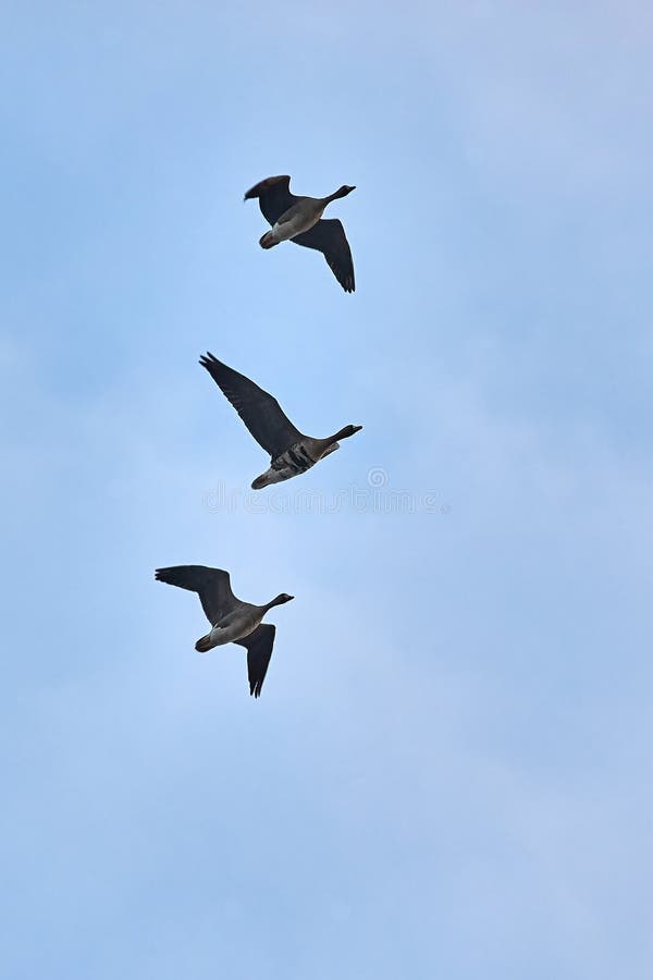 Wild Geese Flying stock photo. Image of animal, bird - 205066256