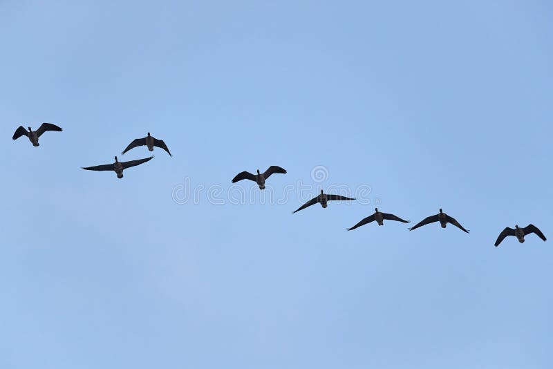 Wild Geese Flying stock image. Image of effortless, bright - 165464445