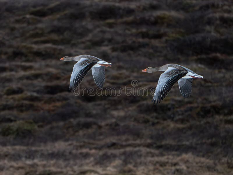 Wild Geese Flying High Over the Field, Iceland Stock Photo - Image of ...