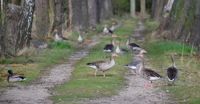 Wild Geese on a Forest Path, South Bohemia Stock Photo - Image of goose ...