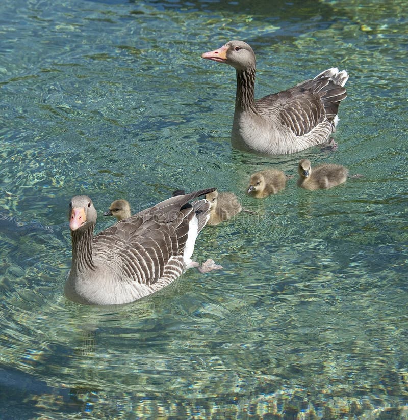 Wild geese with goslings stock photo. Image of swim, water - 24710956