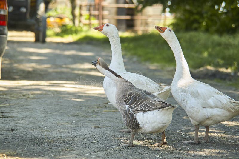 Wild geese in group 4 stock image. Image of beak, farm - 176919265