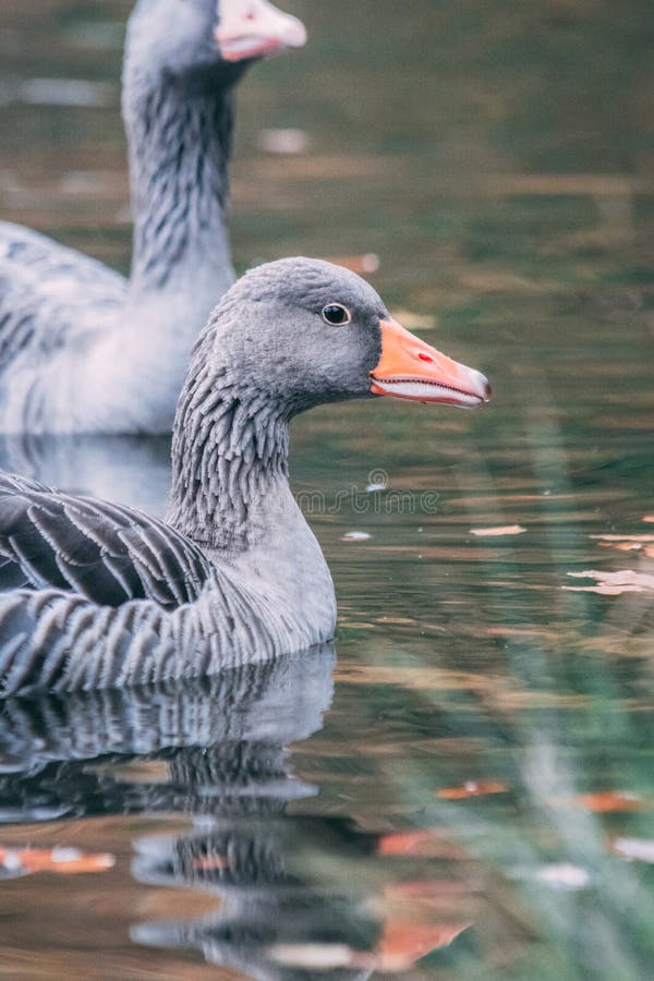 Wild geese in lake stock photo. Image of birds, bill - 102486596