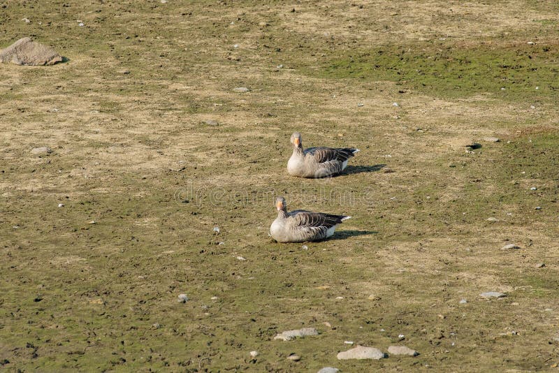 Wild Geese stock image. Image of farm, animal, group - 189796219